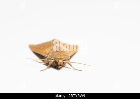 An Armyworm Moth (Mythimna unipuncta) caterpillar (larva) perches on a ...