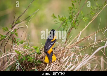 Baltimore oriole in northern Wisconsin Stock Photo - Alamy