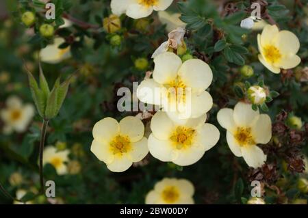 Yellow potentilla flowers and seed pods Stock Photo - Alamy