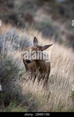 A Huemul deer (Hippocamelus bisulcus) from Torres del Paine, Chile ...
