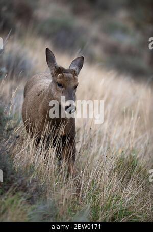 A Huemul deer (Hippocamelus bisulcus) from Torres del Paine, Chile ...