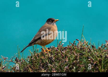 Austral Thrush (Turdus falcklandii Stock Photo - Alamy