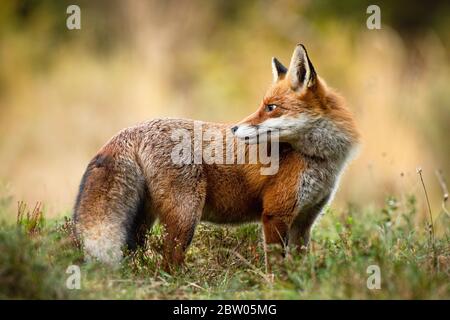 Red Fox looking back over shoulder at camera Stock Photo - Alamy