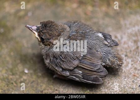 Blackcap (Sylvia atricapilla). fledgling Stock Photo - Alamy
