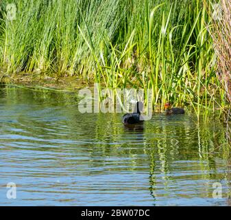Eurasian or Australian coot, Fulica atra. Birds floating on water ...