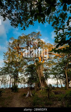 Treehouse in Vietnam jungle Stock Photo - Alamy