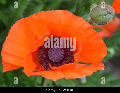Leipzig, Germany. 22nd May, 2020. A large red flower of Turkish poppy ...