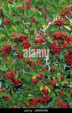 Heteromeles arbutifolia,toyon,red berries,berry,fruit,fruits,coastal ...