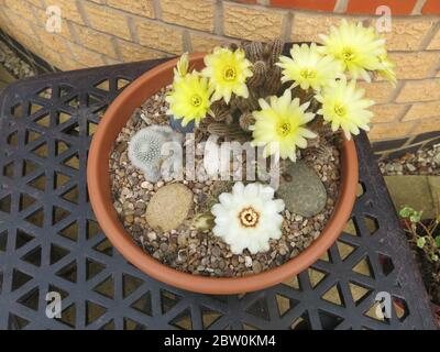 A small pot with gritty compost, some large pebbles, a few flowering ...