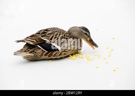 Female (hen) mallard duck eating frozen corn on patio in backyard of ...