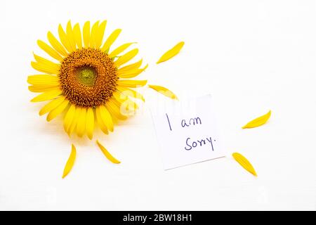i am sorry message card handwriting with red rose flower on background ...