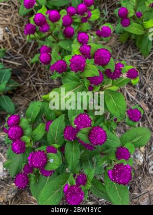 A view of a field of globe amaranth in Cantinho das Aromáticas. (Photo ...