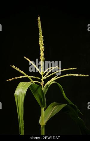 Maize inflorescence (Zea mays), Poaceae Stock Photo - Alamy