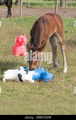 Brown stallion foal is playing with brightly colored rubber inflatable ...