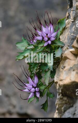 Devil's claw (Physoplexis comosa) in flower in rock-crevice Stock Photo ...