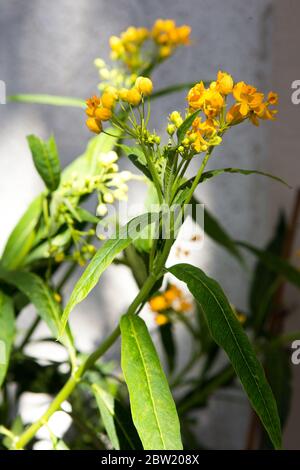 Blood Flower (Asclepias curassavica Stock Photo - Alamy