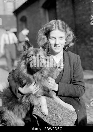French Bulldog at a dog show Stock Photo - Alamy