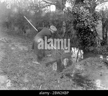 John Edward Molloy, Frog-Catcher. 2 November 1921 Stock Photo - Alamy