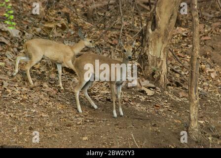 Four-horned antelope (Tetracerus quadricornis) skull and jaw specimens ...