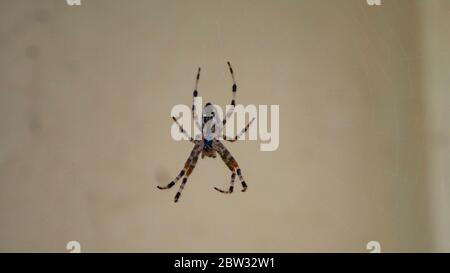 Shot of a European garden spider. Negative space. Copy space for text ...