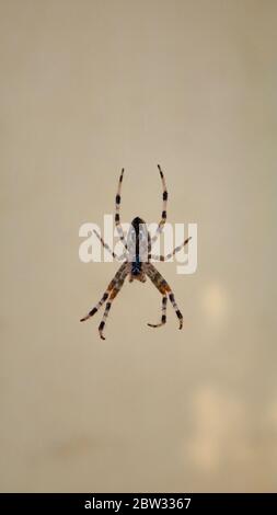 Shot of a European garden spider. Negative space. Copy space for text ...