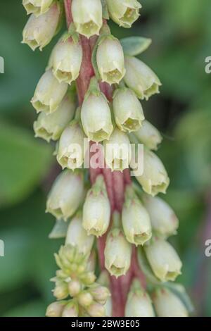 Venus navel plant (Umbilicus rupestris) in flower growing on a wall ...