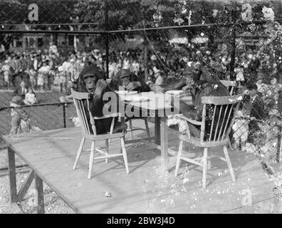 A Chimpanzee tea party at London Zoo Stock Photo - Alamy