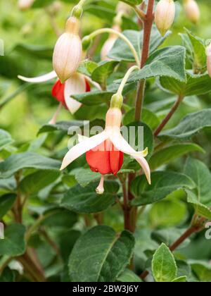 A close up of a single cream and orange red flower of Fuchsia Mandarin ...