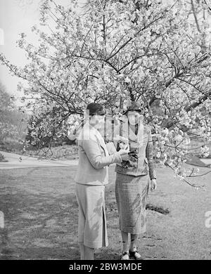 A photo shows cherry blossom tree seedling.Japanese Emperor Naruhito ...