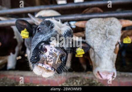 Hopsten, Germany. 29th May, 2020. Bulls stand in the stable of a bull ...