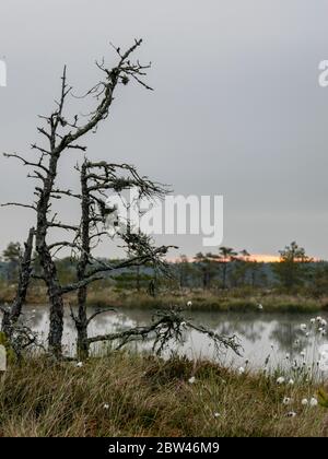 bog landscape with small bog pines, grass, moss and dark bog lake Stock ...