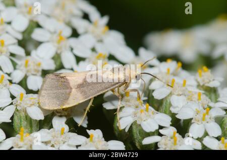 One-banded Lichen Moth (Cisthene unifascia Stock Photo - Alamy