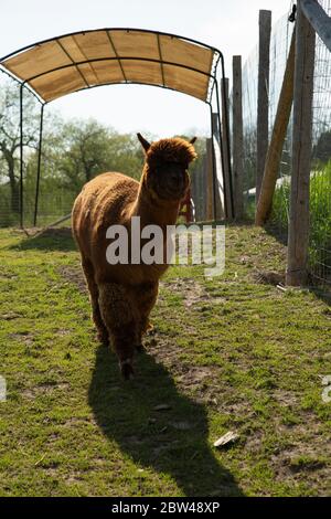 alpacas running towards camera Stock Photo - Alamy