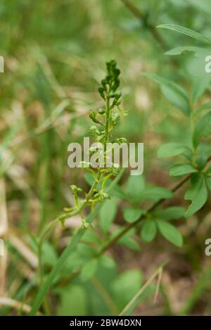 Neottia ovata, terrestrial orchid in bloom Stock Photo - Alamy