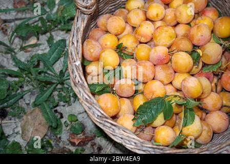 Chinese Plum, Japanese Plum (Prunus salicina), variety: Angeleno. Ripe ...
