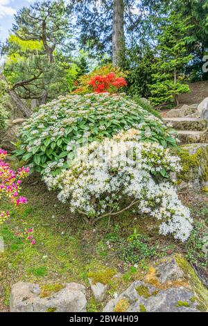 Flowers bloom at a garden in Seatac, Washington Stock Photo - Alamy