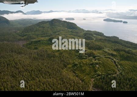 Aerial view of overgrown logging clearcuts and roads in Belize Inlet ...