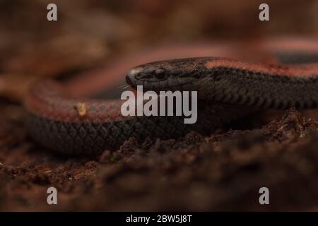 Sharp-tailed Snake, Contia tenuis, North Pender Island, BC, Canada ...