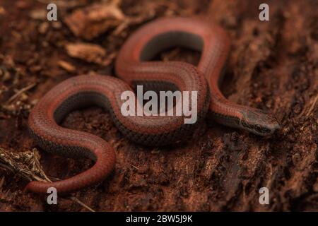 Sharp-tailed Snake, Contia tenuis, North Pender Island, BC, Canada ...