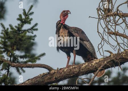 Wild Turkey roosting in a tree Stock Photo - Alamy
