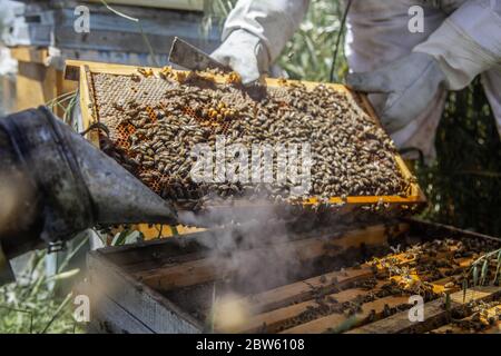 A honeycomb with a swarm of bees at the farm. Abu Ratib, a Syrian ...