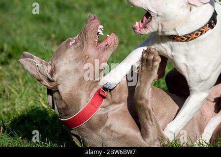 Dog fun. Two young Weimaraner and Pitbull dogs in play. Socialization ...
