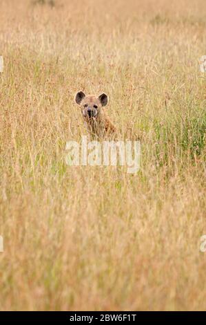 Spotted hyena, spotted hyena, Crocuta crocuta, spotted hyena, laughing ...