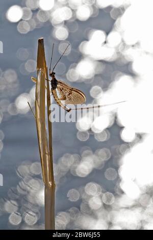 Mayfly on twig in front of river Test Hampshire UK Stock Photo - Alamy