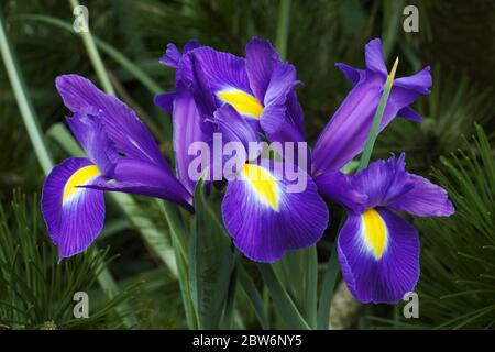 Dutch iris (Iris xiphium). Called Spanish iris also. Another scientific ...