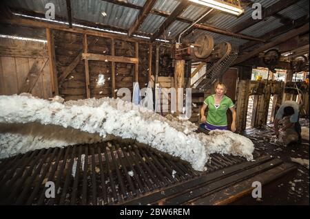 Wool fleece on a classing table Stock Photo - Alamy