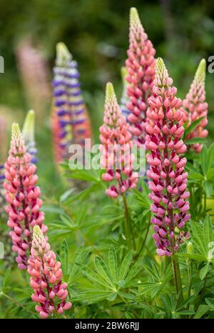 Lupins ( Galllery Pink ) / Lupinus A border of 'Gallery Pink' Lupins at ...