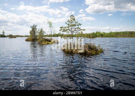 Beautiful bog (swamp), green grass in Russia forest. Taiga. Eastern ...