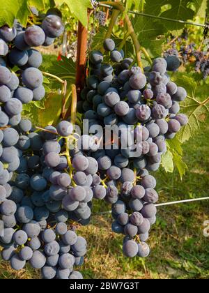 Harvest in a vineyard at Cannubi in Barolo, Piedmont - Italy Stock ...