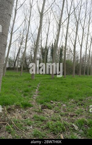 Poplars in a meadow along the Tanaro river, Alba - Piedmont, Italy ...